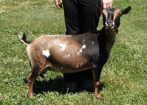 Old Mountain Farm Fig Newton | Terra Bella Ranch